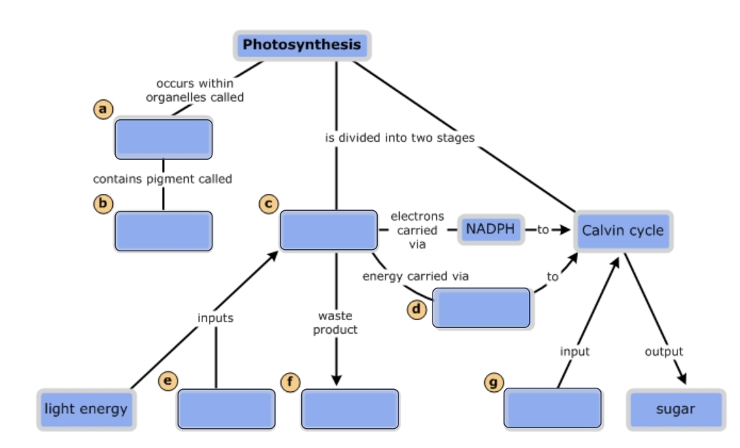 Solved Connecting the Concepts: Photosynthesis | Chegg.com Solved Connecting the Concepts: Photosynthesis | Chegg.com