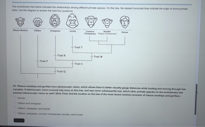 Solved: The Evolutionary Tree Below Indicates The Relation... | Chegg.com