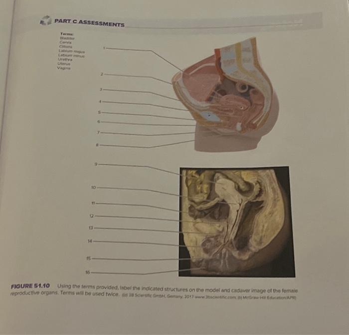 Solved PART C ASSESSMENTS FIGURE 51.10 Usung the terms | Chegg.com