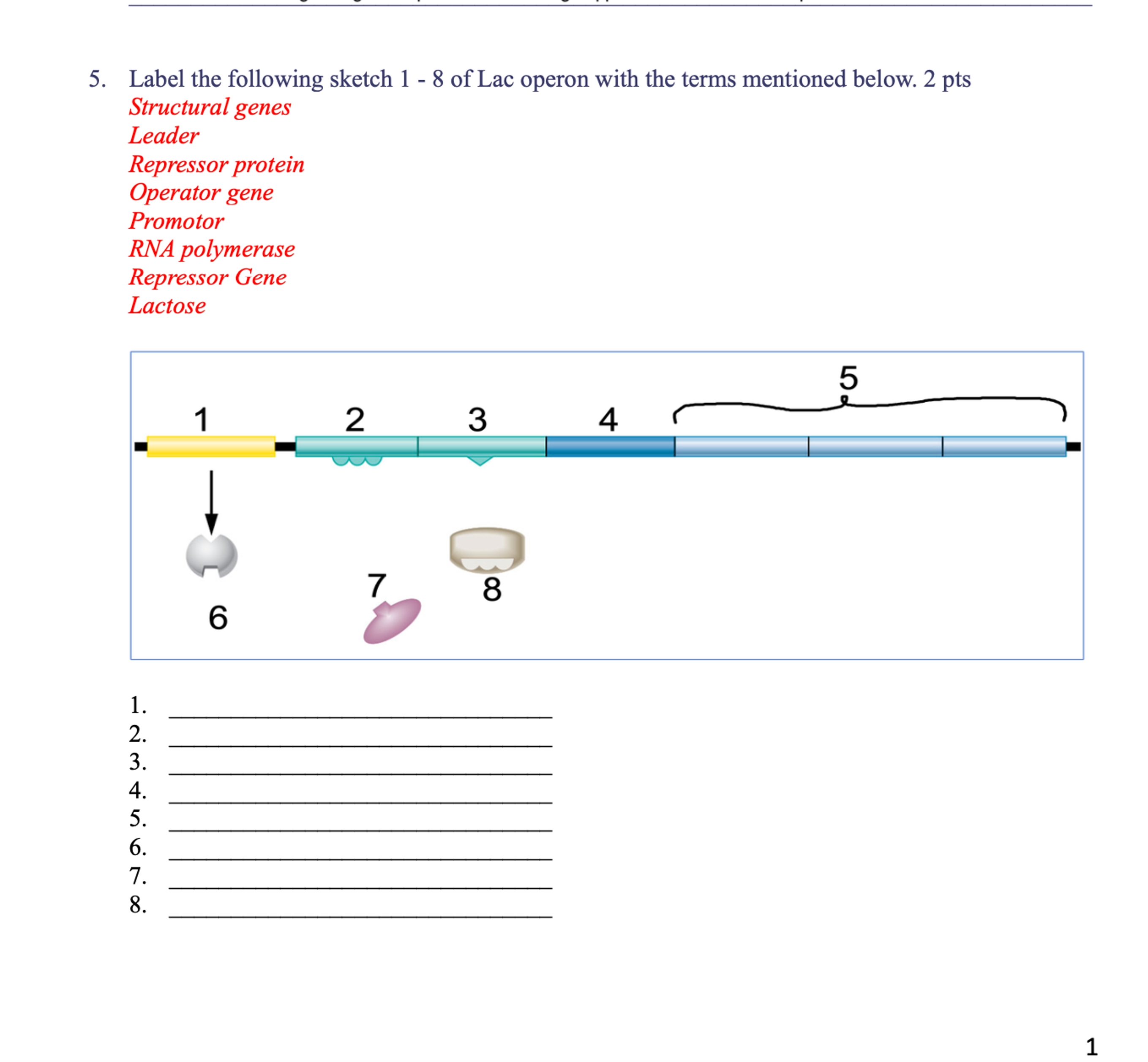 Solved Label the following sketch 1-8 ﻿of Lac operon with | Chegg.com