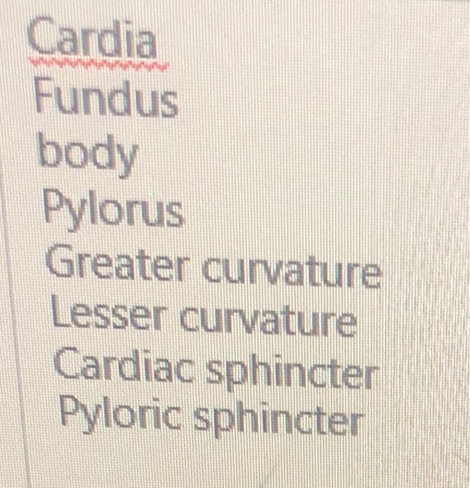 Solved Cardia Fundus body Pylorus Greater curvature Lesser | Chegg.com