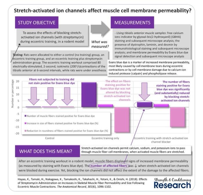 Solved what are stretch ion channels and how do they affect | Chegg.com