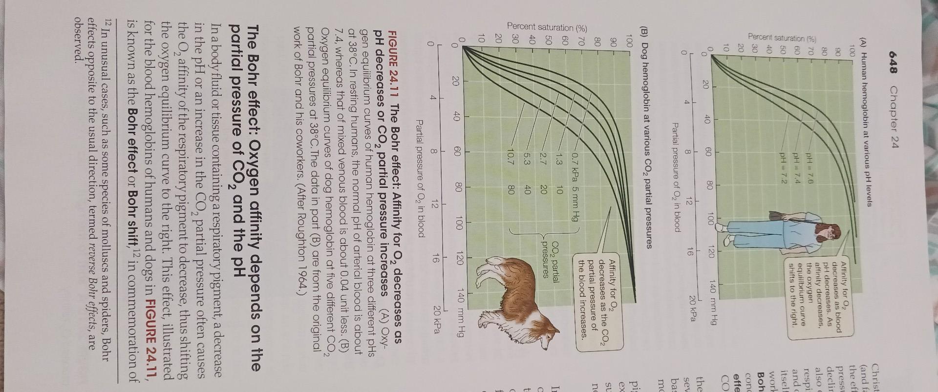 Solved 648 Chapter 24 (B) Dog hemoglobin at various CO2 | Chegg.com