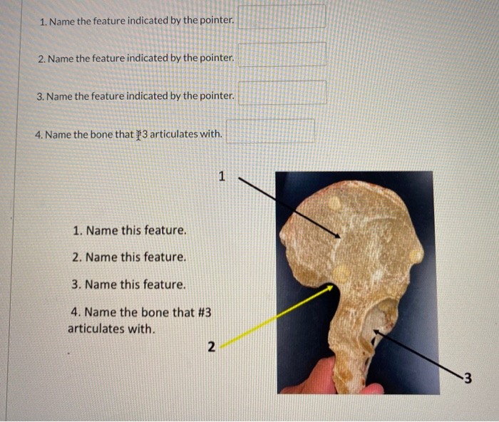 Solved 1. Name the feature indicated by the pointer. 2. Name | Chegg.com
