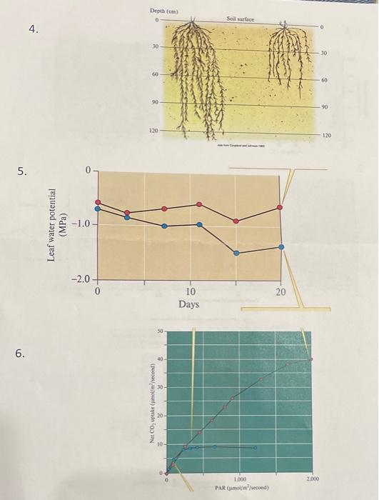 Solved 1. Graph A shows the curves for two different plants, | Chegg.com