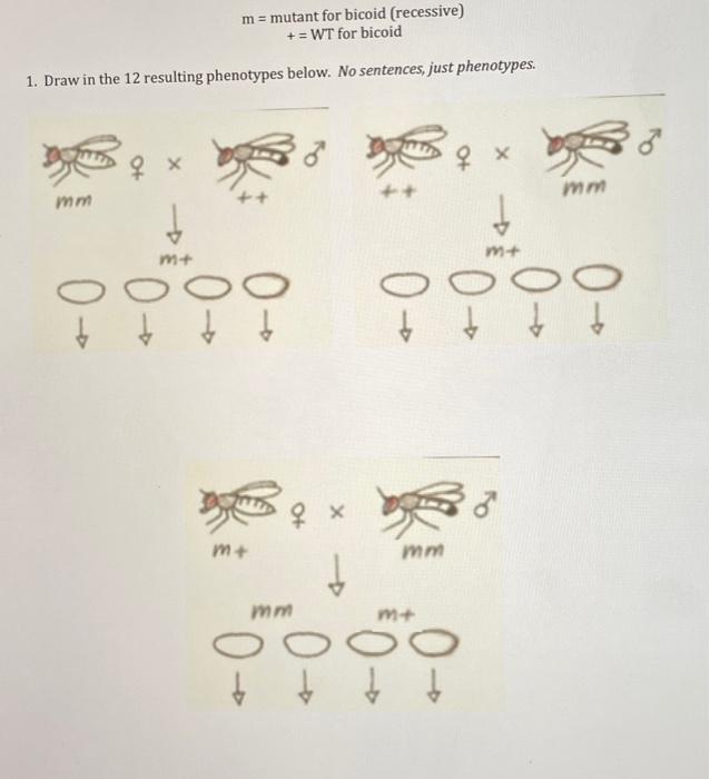 Solved draw in the 12 resulting phenotypes below. no | Chegg.com