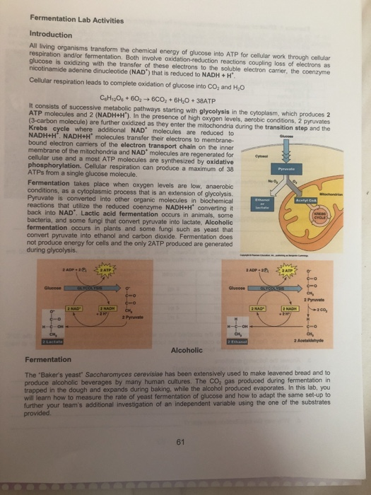 Solved Lab Six: Fermentation Learning Objectives: • Explain | Chegg.com