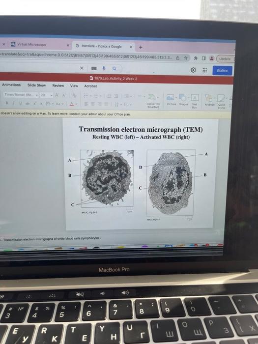 Solved To appreciate the sizes of cells, study the ruler on | Chegg.com