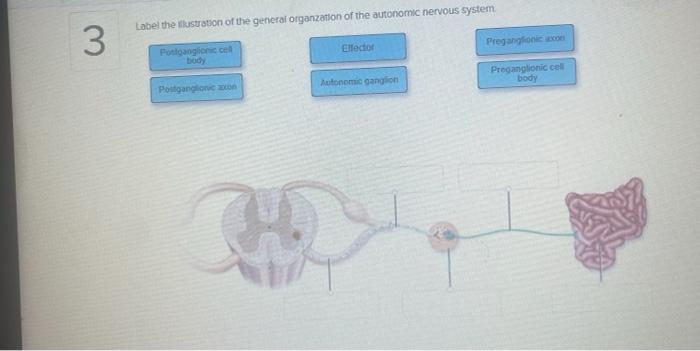 Solved label the illustration of the general organization of | Chegg.com