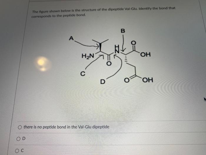 Structure Of Dipeptide