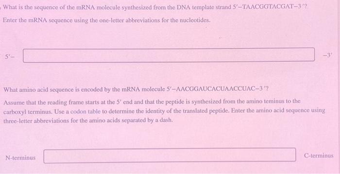 Solved What is the sequence of the mRNA molecule synthesized | Chegg.com