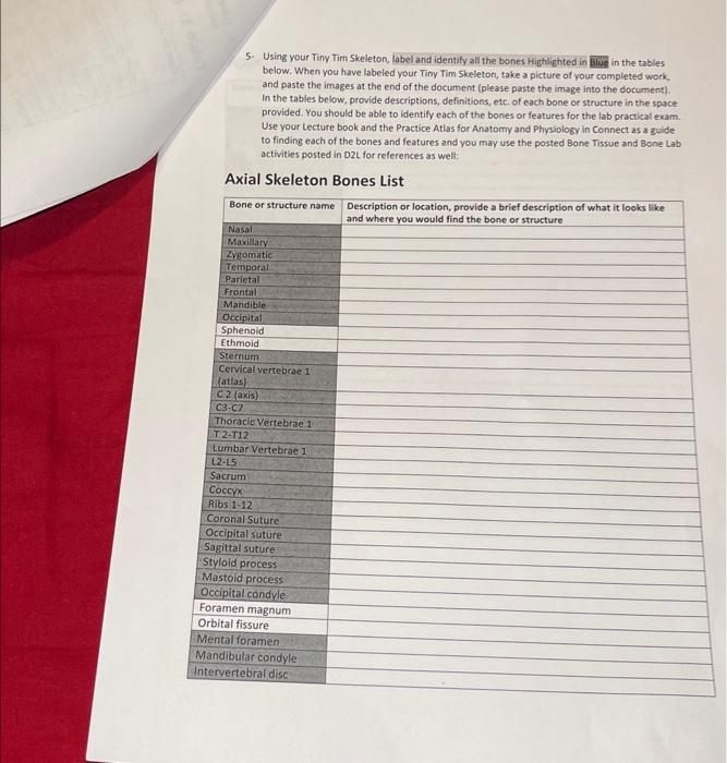 5. Using your Tiny Tim Skeleton, label and identify | Chegg.com