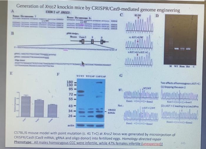 3) As shown in Slide #245, when XRCC2 DNA sequence | Chegg.com