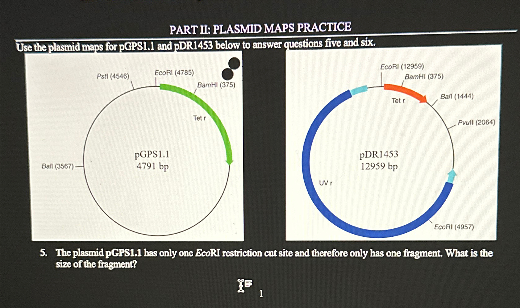 Solved The plasmid pGPS1.1 ﻿has only one EcoRI restriction | Chegg.com