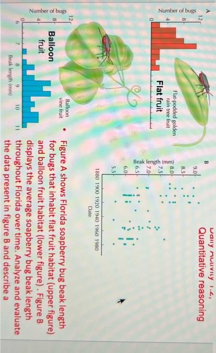 Solved Figure A shows Florida soapberry bug beak lengthfor | Chegg.com
