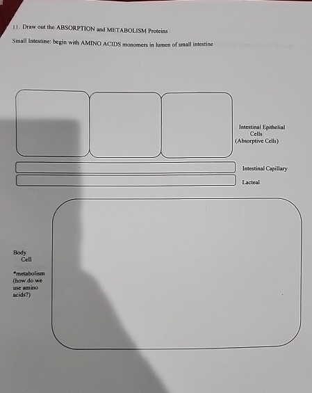 Solved Draw out the ABSORPTION and METABOLISM ProteinsSmall | Chegg.com