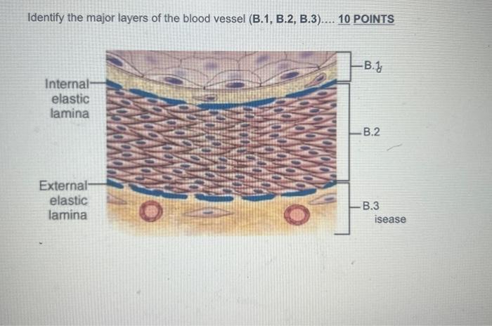 Solved Identify the major layers of the blood vessel ( B.1, | Chegg.com
