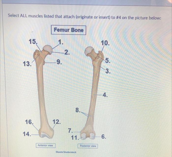 Solved Select ALL that insert via the pes anserinus: | Chegg.com
