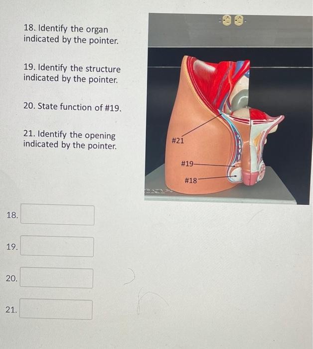 Solved 18. Identify the organ indicated by the pointer. 19. | Chegg.com
