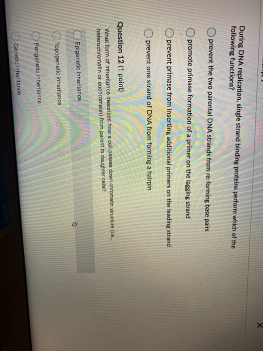 Solved During DNA replication, single strand binding | Chegg.com