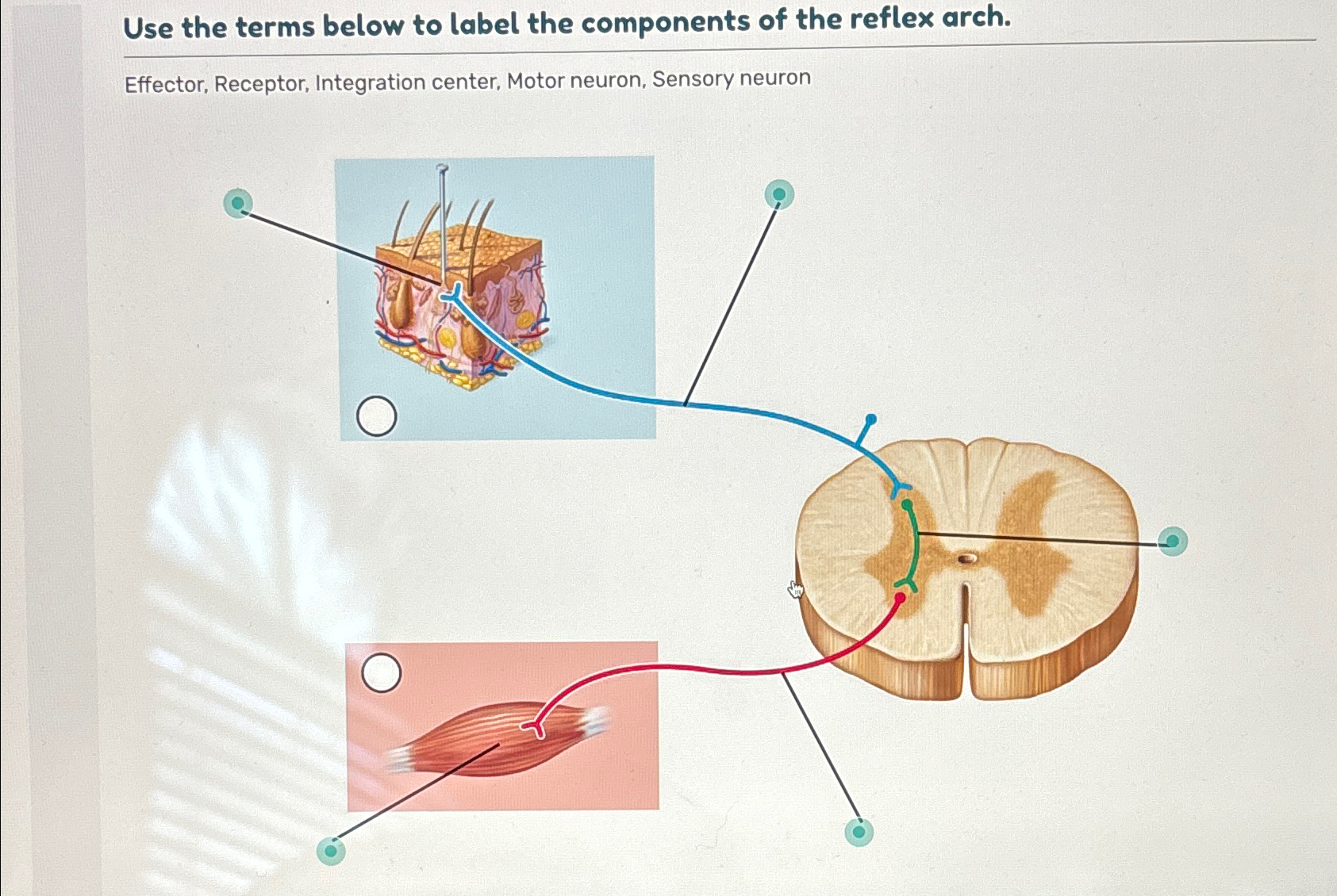Solved Use the terms below to label the components of the | Chegg.com