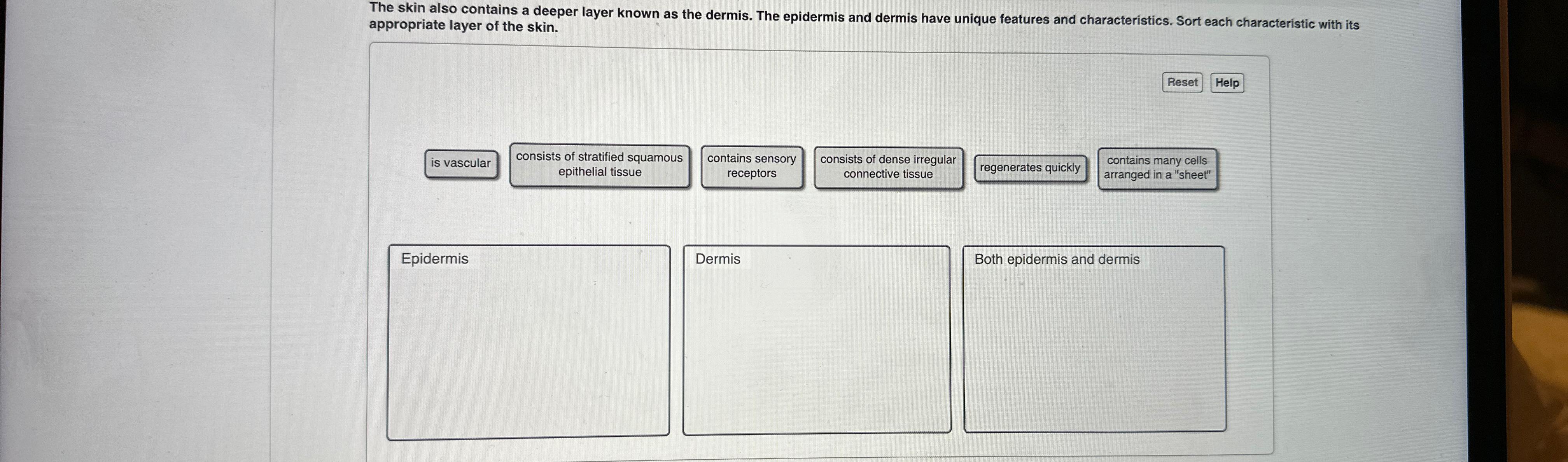 Solved The Skin Also Contains A Deeper Layer Known As The