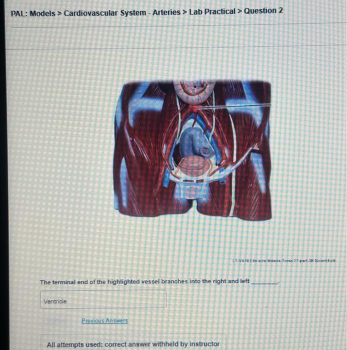 Solved PAL: Models > Cardiovascular System-Arteries > Lab | Chegg.com