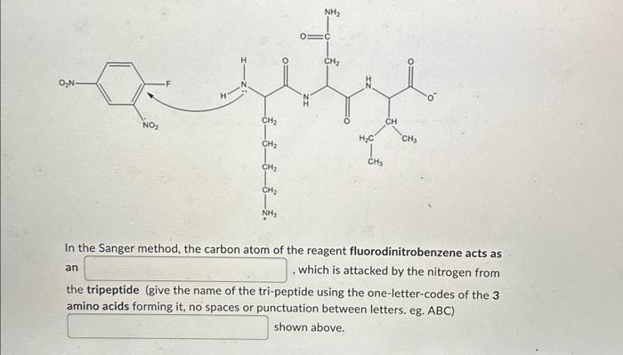 Solved In the Sanger method, the carbon atom of the reagent | Chegg.com
