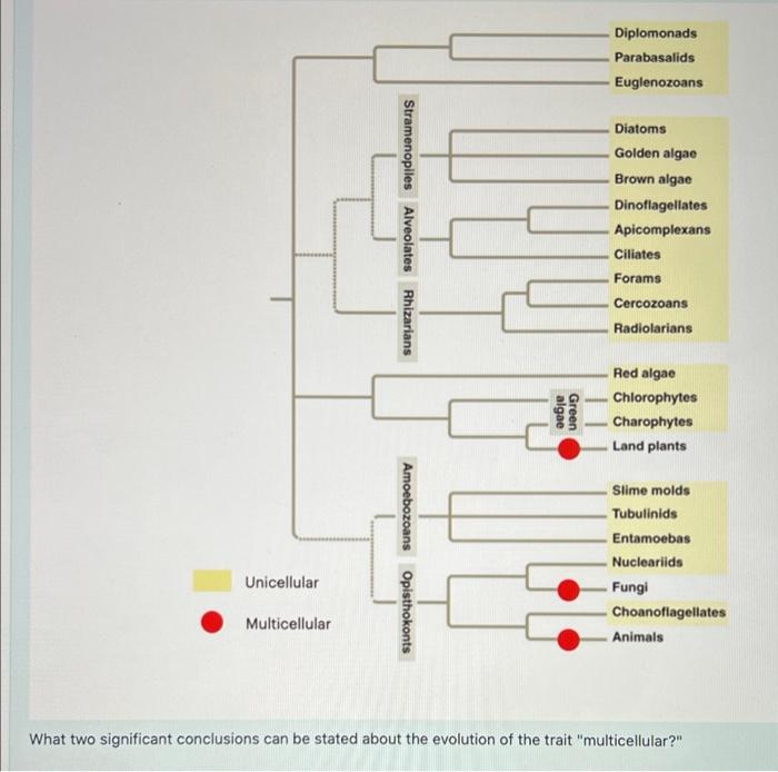 Solved Diplomonads Parabasalids Euglenozoans Stramenopiles | Chegg.com