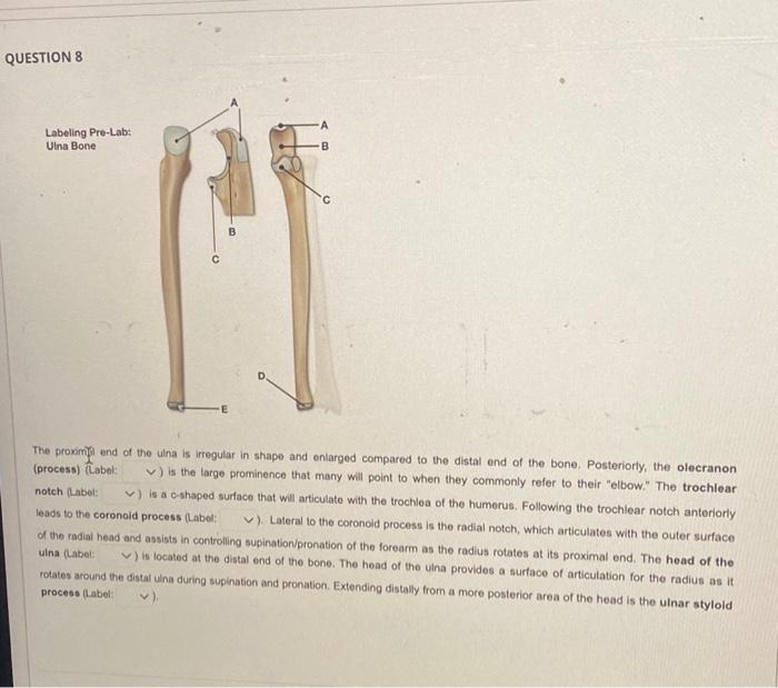 Labeling Pre-Lab: Humerus Bone The humerys has | Chegg.com