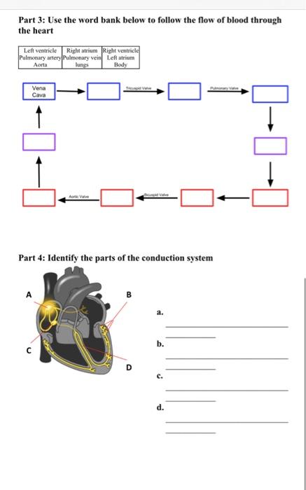 Solved Part 3: Use the word bank below to follow the flow of | Chegg.com