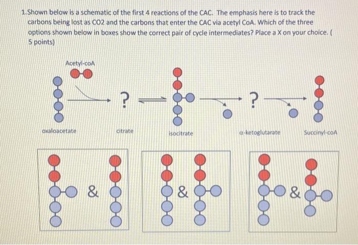 Solved 1. Shown below is a schematic of the first 4 | Chegg.com