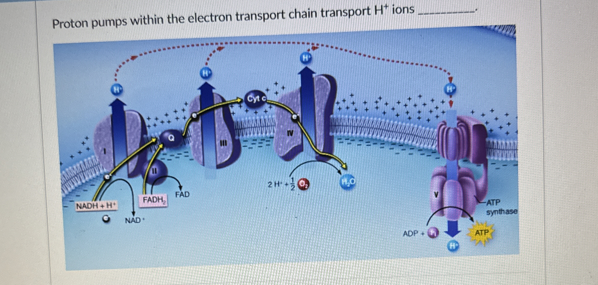 Solved Proton pumps within the electron transport chain | Chegg.com