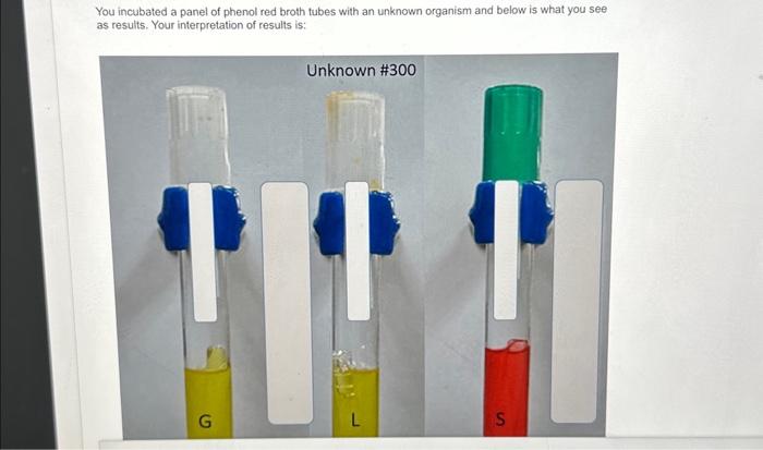 Solved You incubated a panel of phenol red broth tubes with | Chegg.com