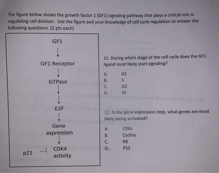 Solved The figure below shows the growth factor 1 (GF1) | Chegg.com