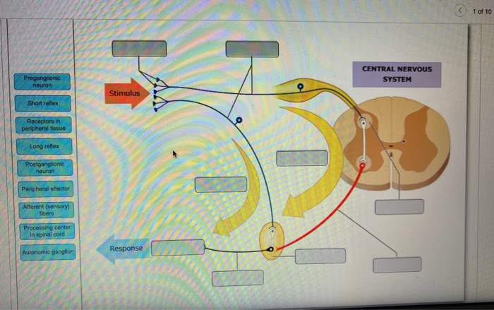 Solved 1 of 10 Preganglionic neuron CENTRAL NERVOUS SYSTEM | Chegg.com