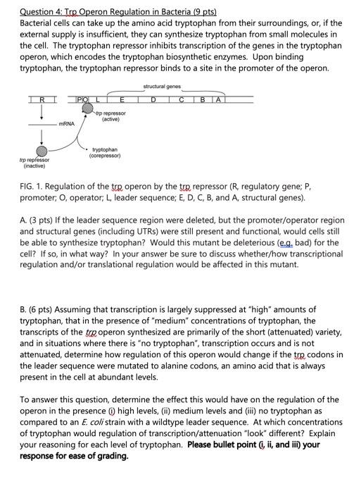 Solved Question 4: Trp Operon Regulation in Bacteria (9 pts) | Chegg.com