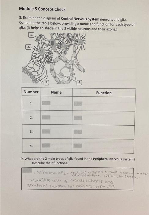 Solved Module 5 Concept Check 8. Examine the diagram of | Chegg.com