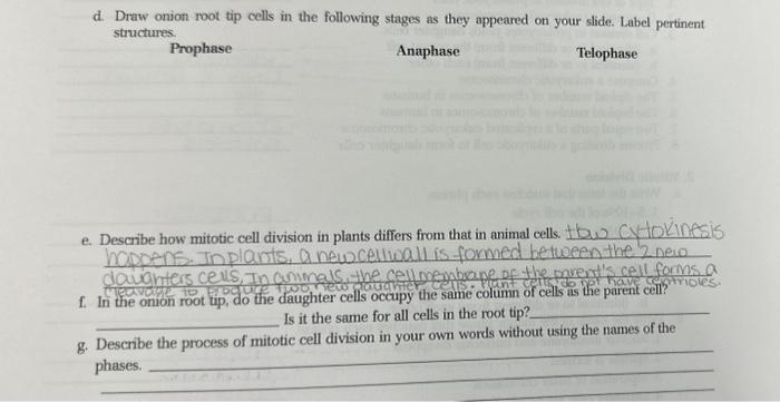 d. Draw onion root tip cells in the following stages | Chegg.com