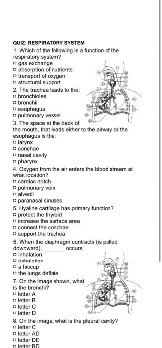 Solved Digestive System Test True/False Indicate whether the | Chegg.com