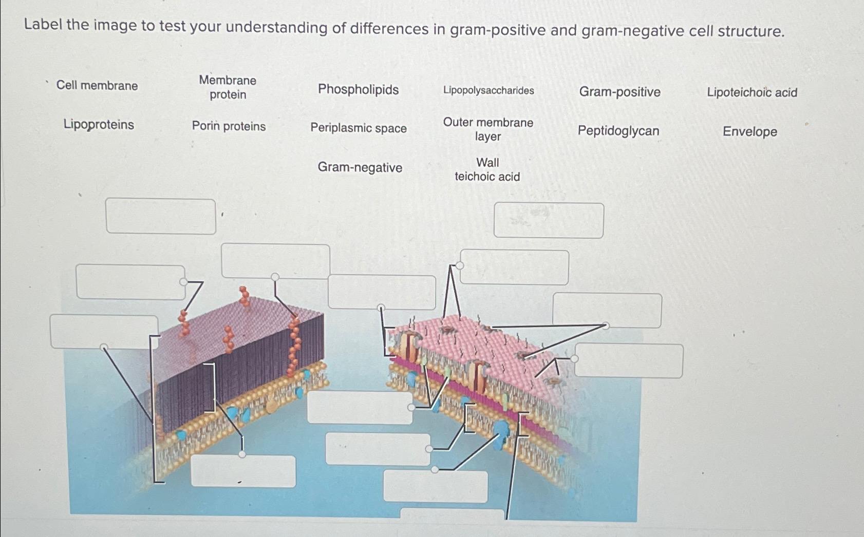 Solved Label the image to test your understanding of | Chegg.com