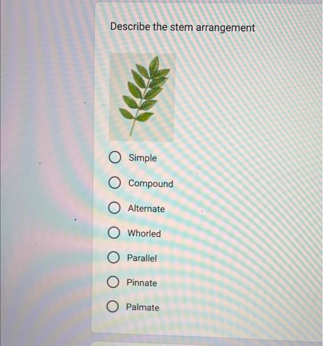 Solved Describe the stem arrangement Simple Compound | Chegg.com