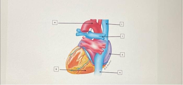 Solved what structures are indicated by these letters? | Chegg.com