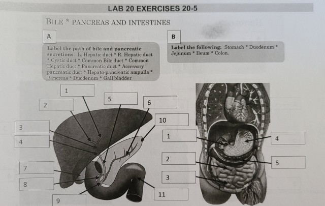 Solved LAB 20 EXERCISES 20-5 BILE * PANCREAS AND INTESTINES | Chegg.com