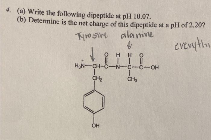 Solved 4. (a) Write the following dipeptide at pH10.07. (b) | Chegg.com
