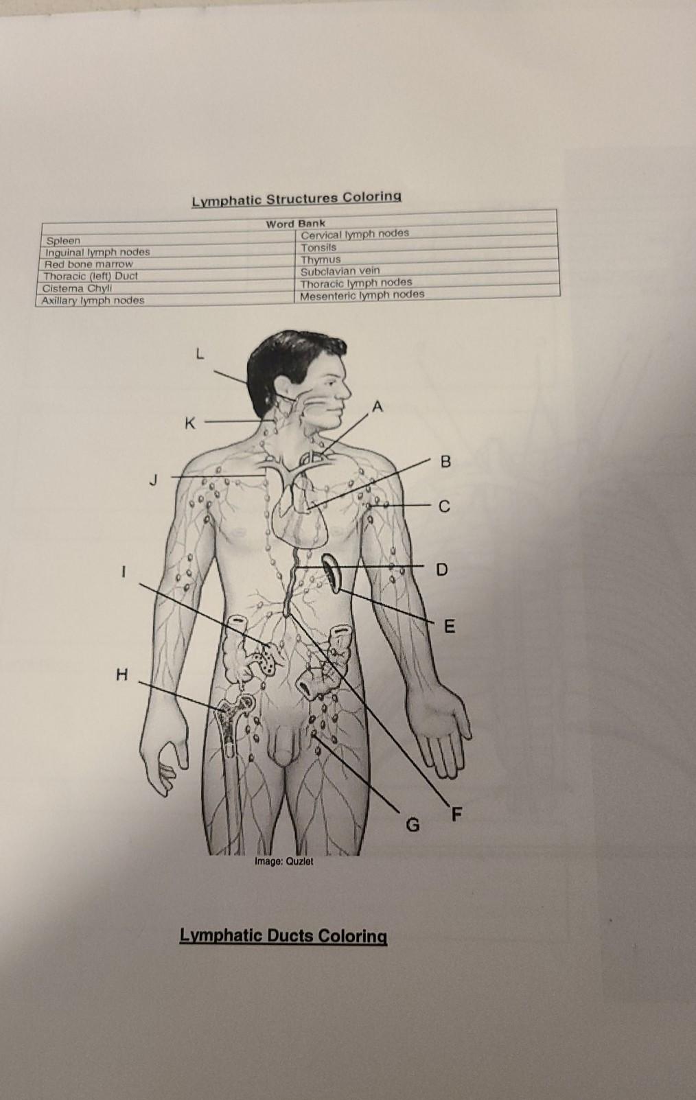 Solved Lymphatic Structures Coloring Spleen Inguinal lymph | Chegg.com