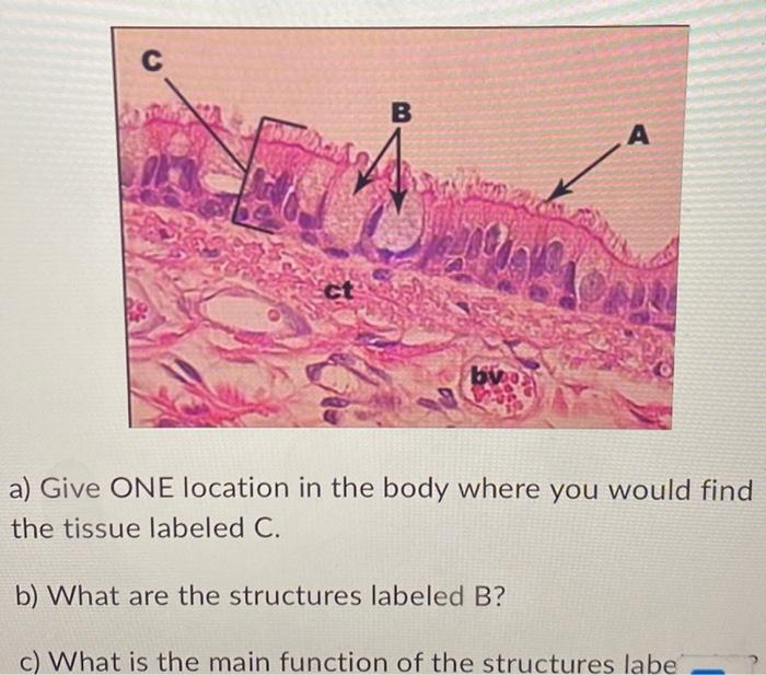 Solved a) Give ONE location in the body where you would find | Chegg.com