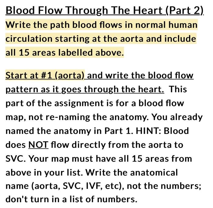 Solved Start at #1 (aorta) and write the blood flow pattern | Chegg.com