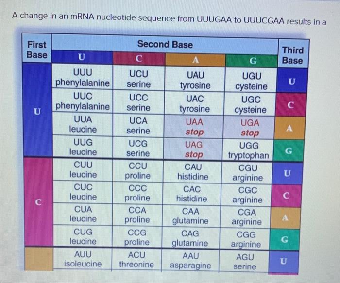 Solved A change in an mRNA nucleotide sequence from UUUGAA | Chegg.com