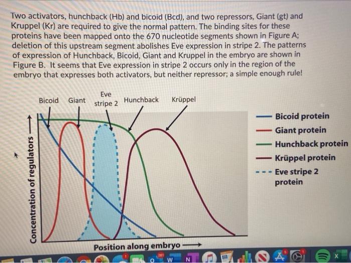 Two activators, hunchback (Hb) and bicoid (Bcd), and | Chegg.com